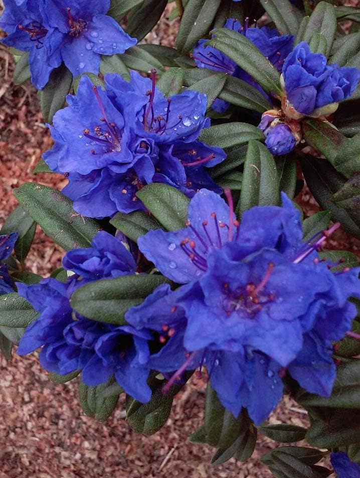 BeGrin Blue Azalea Double Petal Flower Live plant Rhododendron luteum ...