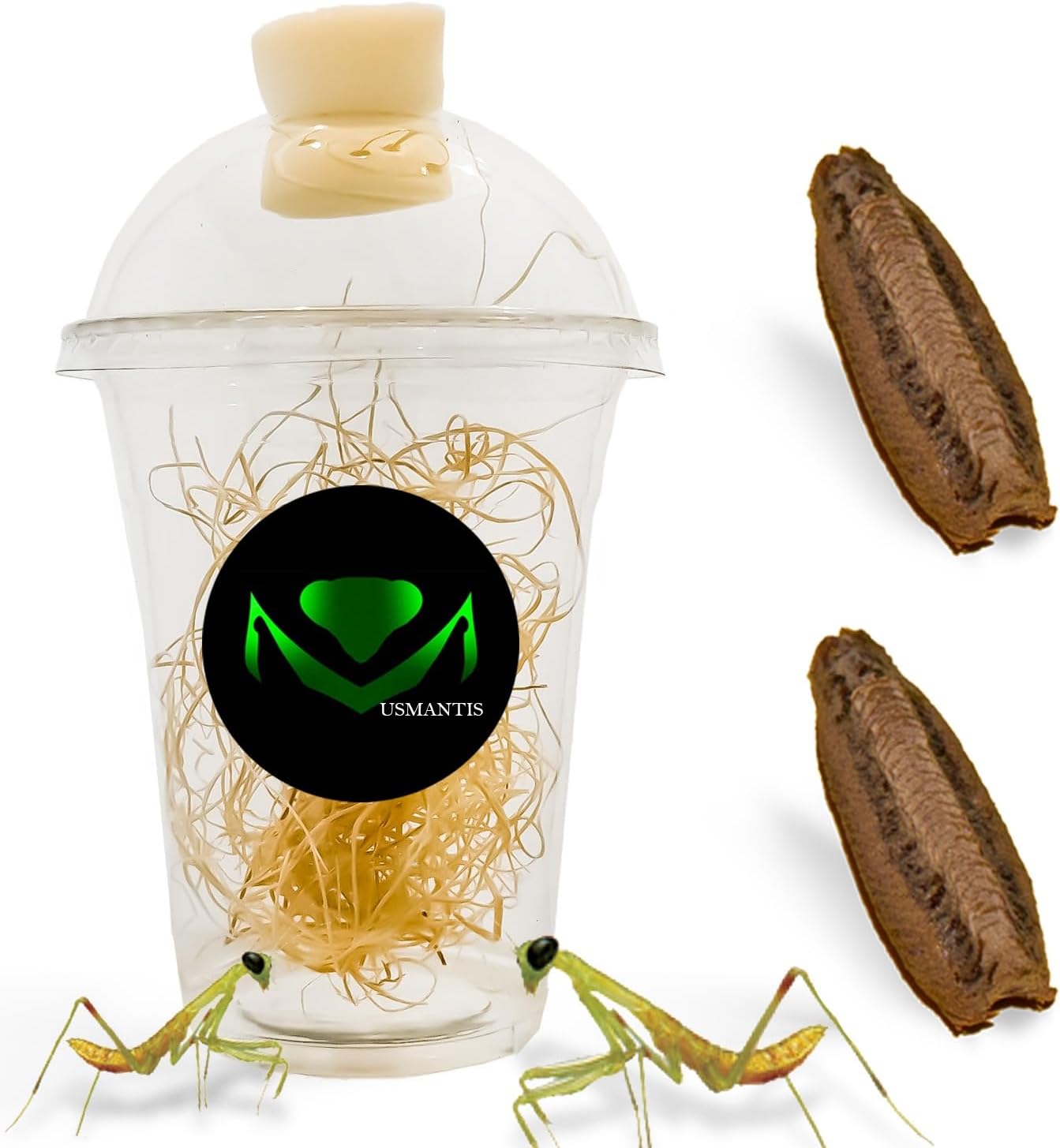 Amazon.com : USMANTIS Carolina Praying Mantis Egg Cases Hatching ...