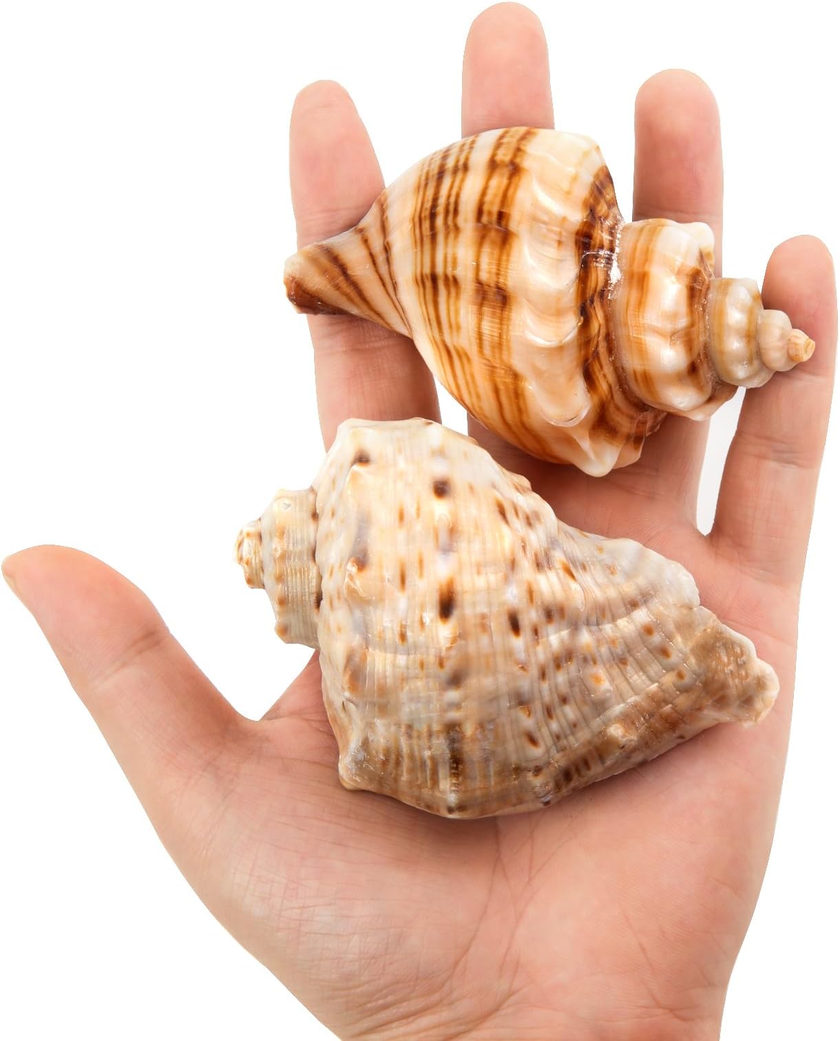 Amazon.com : 2PCS Boutique Hermit Crab Shells Small to Medium, 3"-3.6 ...