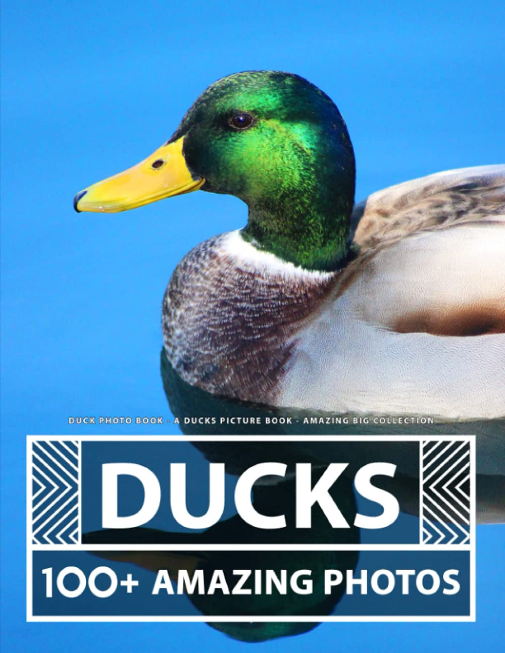 Buy Duck Photo Book - A Ducks Picture Book - Amazing Big Collection ...