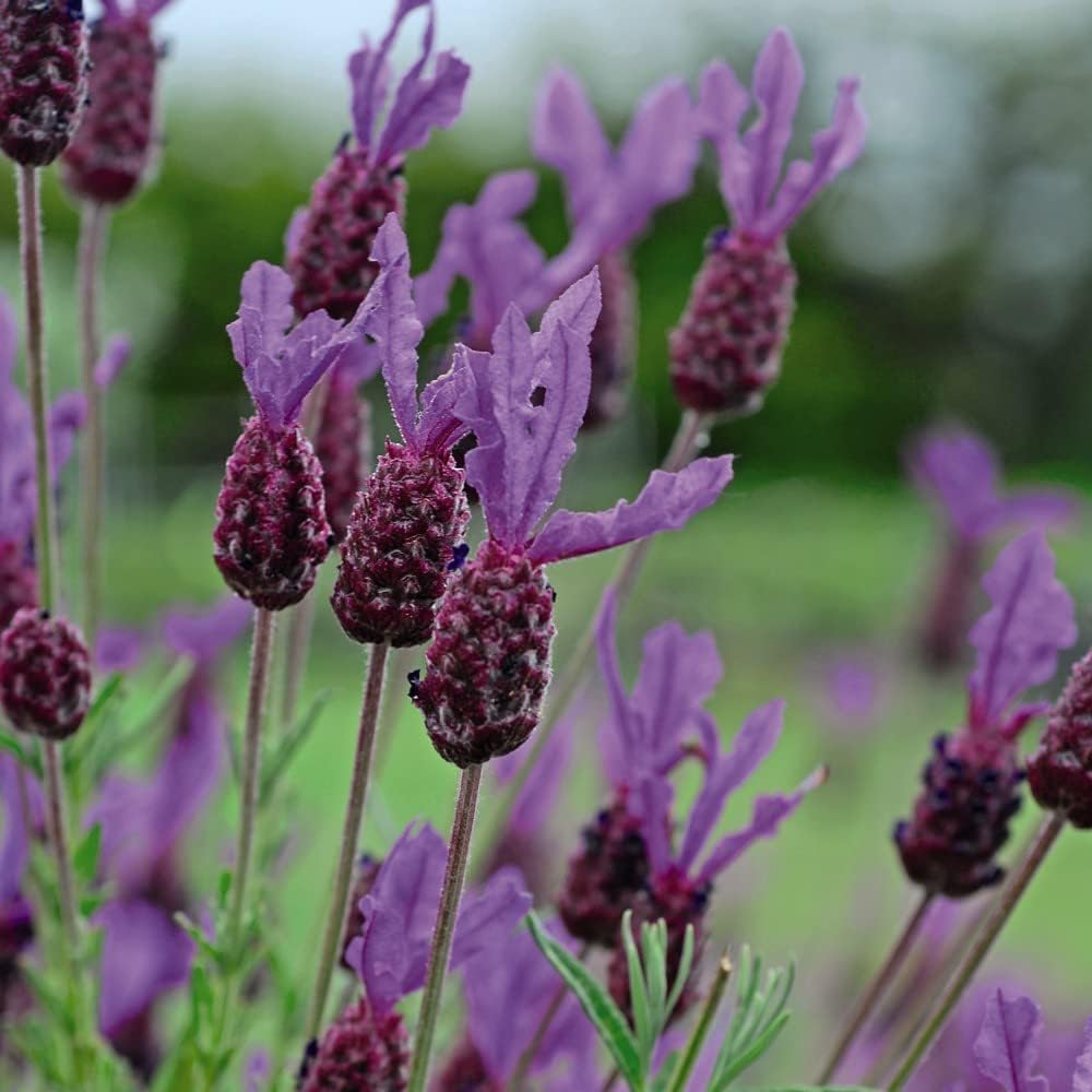 Statice Blue Sea Lavender - 100 Seeds + Plant tag + Freebie - Limonium ...