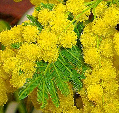 Futaba Yellow Wattle Flower Seeds - 100 Pcs : Amazon.in: Garden & Outdoors