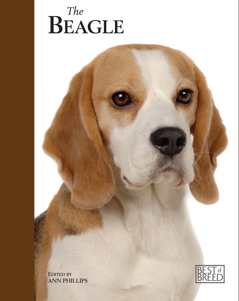 Beagle Price How Much Is This Popular Breed
