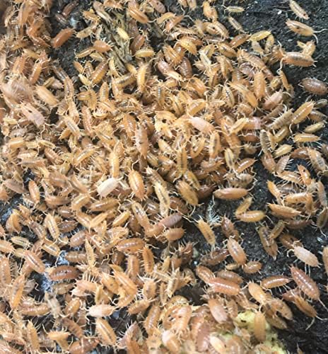 Amazon.com : Bugzy Bugs Powder Orange Isopods 15 Count Live ...