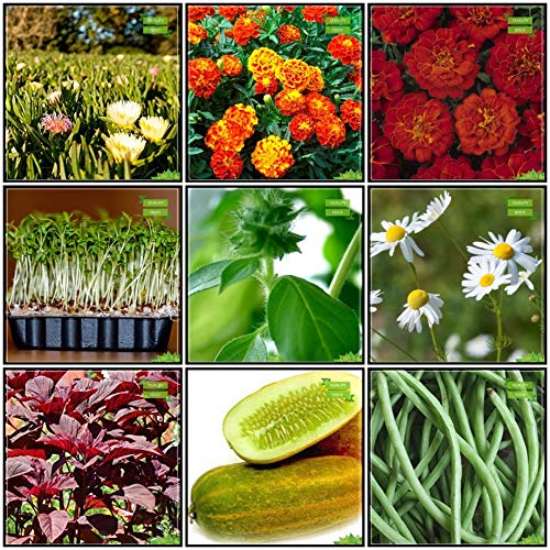 Creative Farmer Gardening Seeds Combo Herb Seeds & Flower Seeds : Burf ...