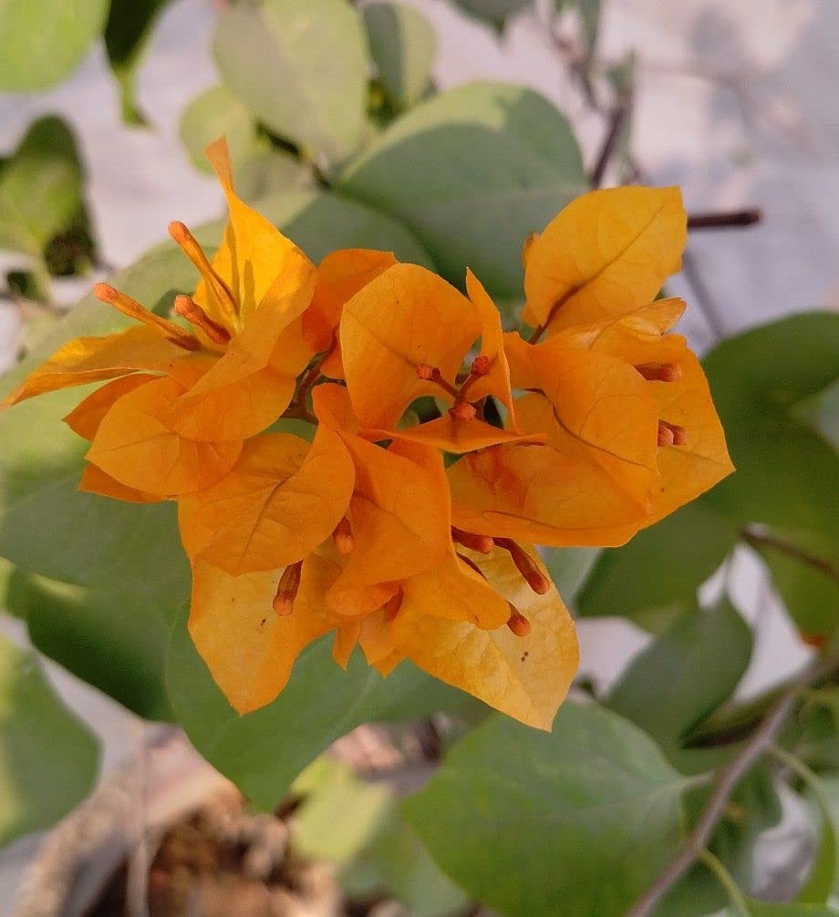 GreenLife Gorgeous All Time Bougainvillea Flower Kagoj Ful Paper Flower ...