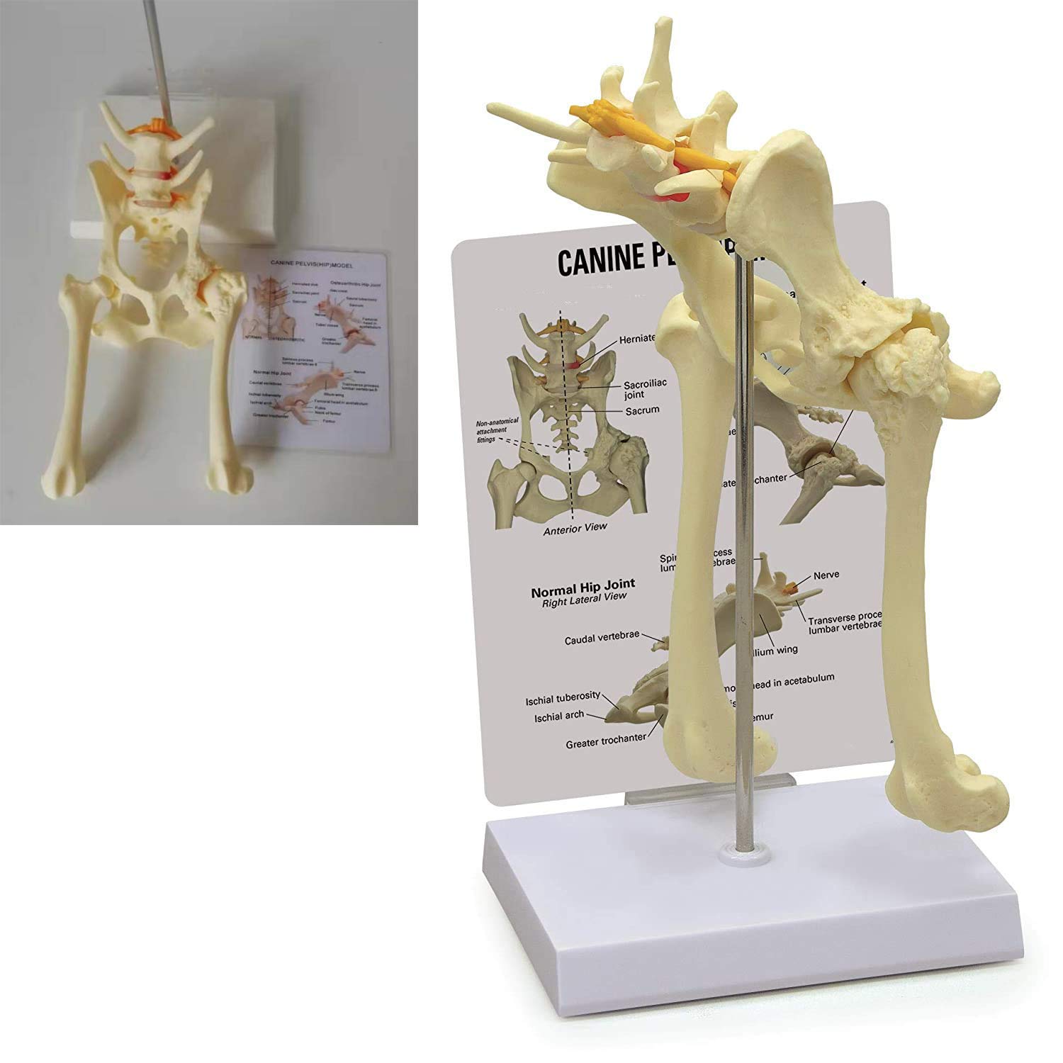 Buy XHLLX Canine Hip Joint Model, Animal Body Anatomy Replica of Dog ...