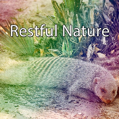 Amazon.com: Restful Nature : Sleep Sounds of Nature: Digital Music