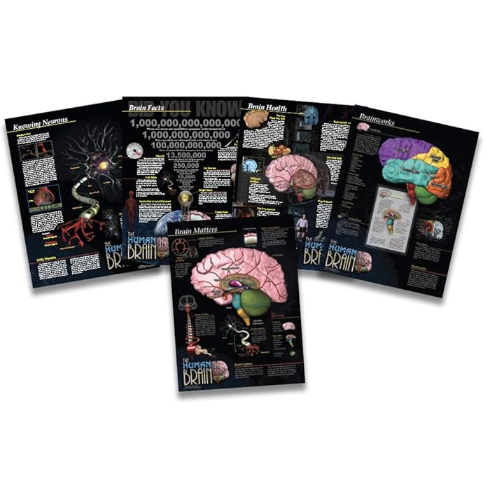 Buy Jaguar Educational The Human Brain Poster Series - Set of 5 ...