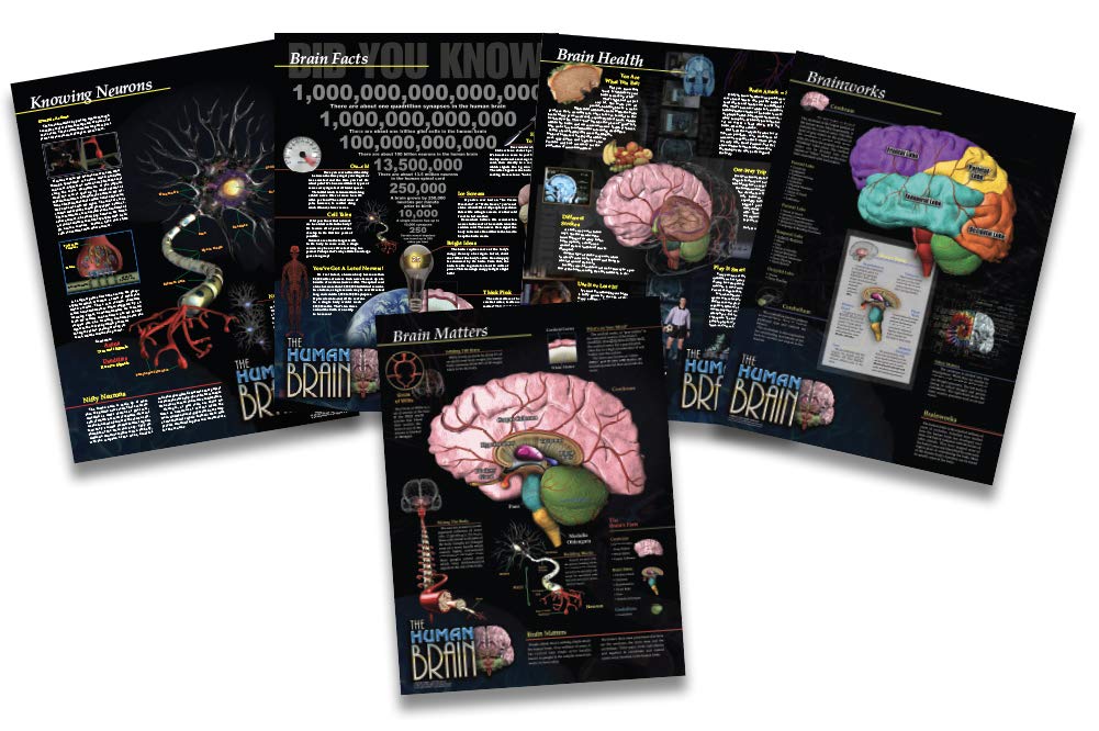 Buy Jaguar Educational The Human Brain Poster Series - Set of 5 ...