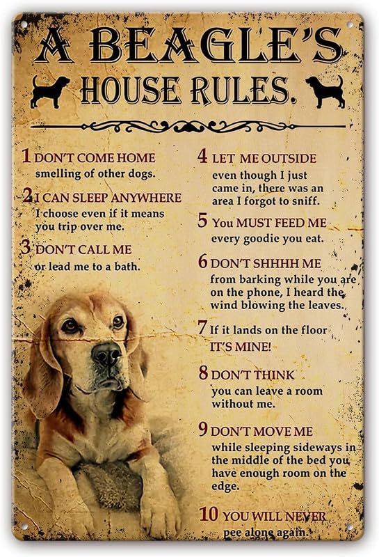 Beagle Signs Seasonal Affective Disorder In Dogs: Signs To Spot