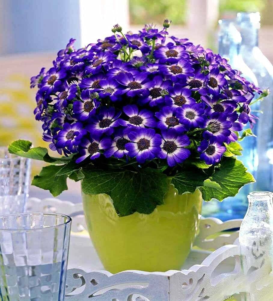 Vsorce4u 50 X Cineraria Hybrida Dwarf Mix Seeds Senecio Hybridus ...