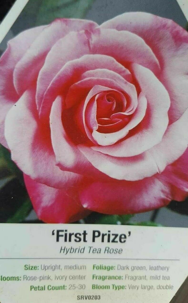 Amazon.com : First Prize Rose 2 Gal. Pink Live Bush Plants Hybrid Tea ...