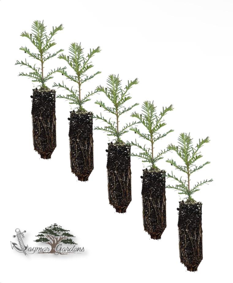 Amazon.com : Generic 5-Pack Coast Redwood Tree Seedling - Sequoia ...