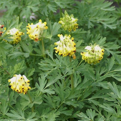 Plant World Seeds - Corydalis Nobilis Seeds (Perennial Flower Seeds ...