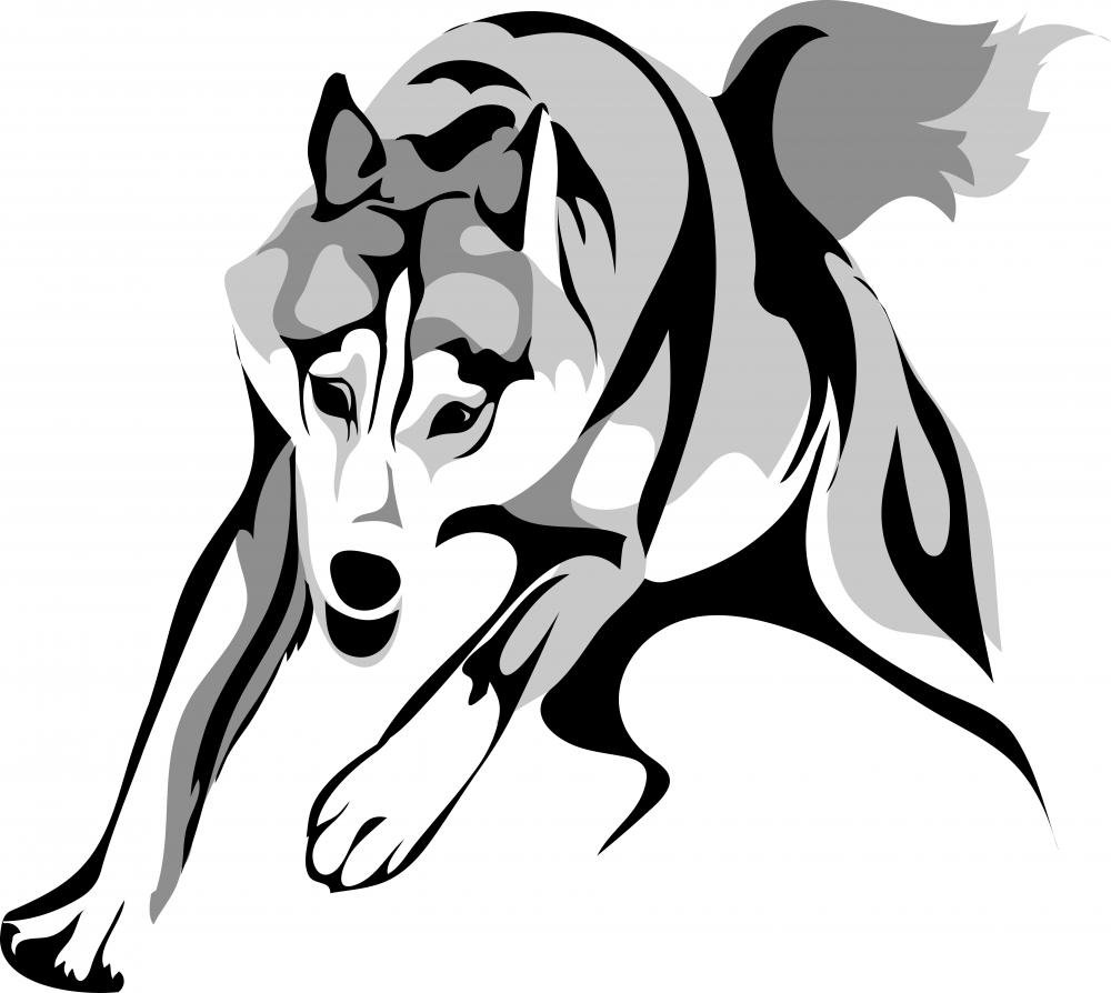 Wolf Attacking