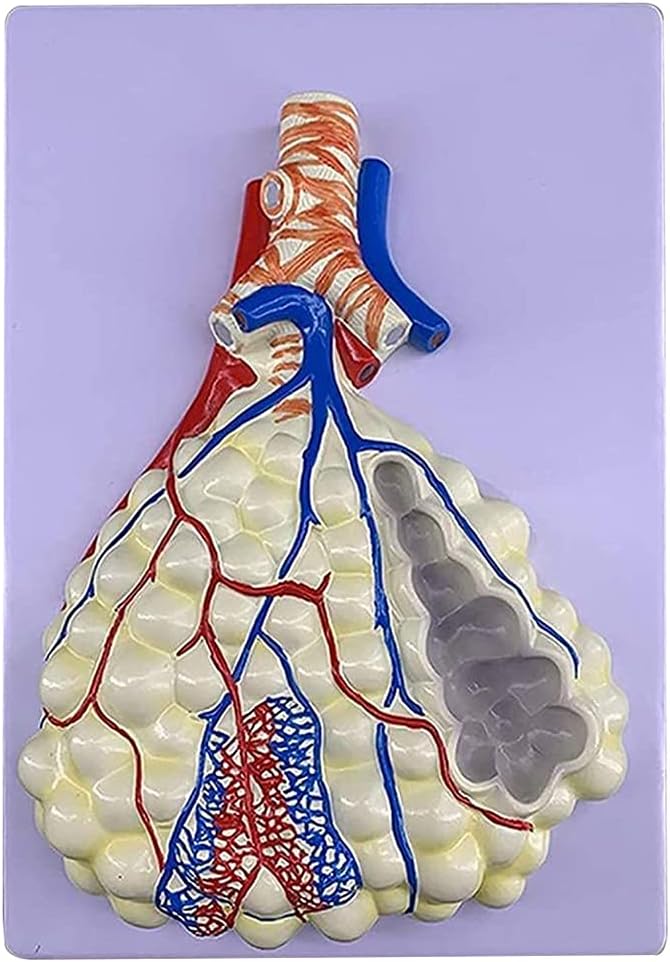 Amazon.com: SZYDD Human Respiratory System Model Human Respiratory ...