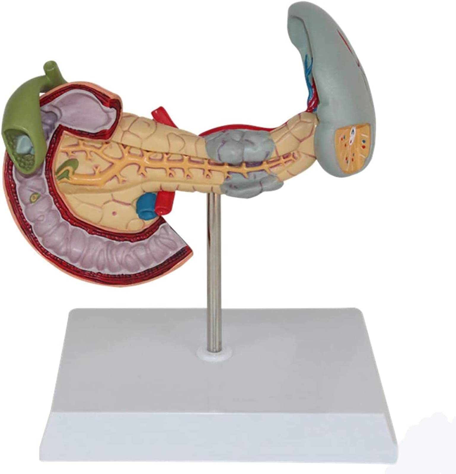 Buy DZCGTP Life Size Human Pancreas Duodenum Spleen Model, Pancreas ...