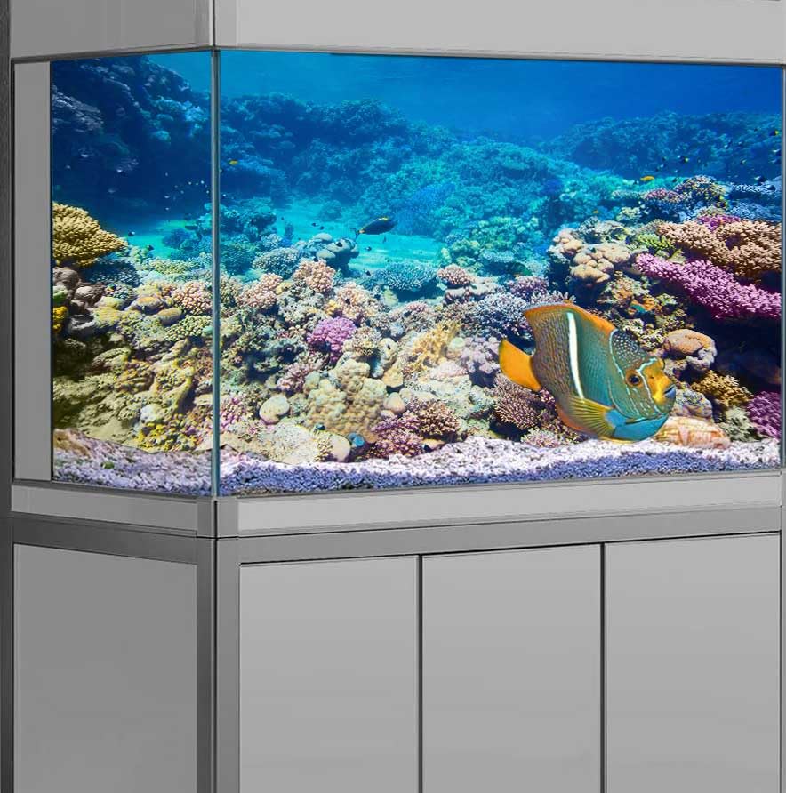 Fondo Submarino Coral 8 Weetjes Over Het Marien Natuurreservaat Van La