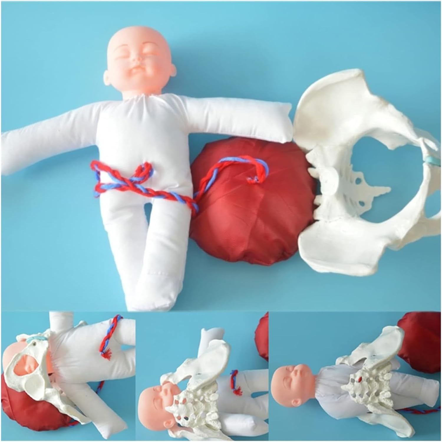 ქალი Pelvis Childrence Anatomic Model With Georgia | Ubuy