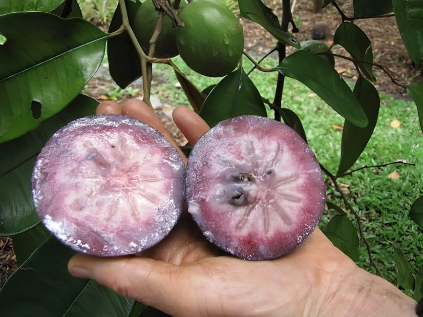 GLOBQRO Rare Exotic Purple Star Apple Live Plant Milk Fruit Plant 1 ...