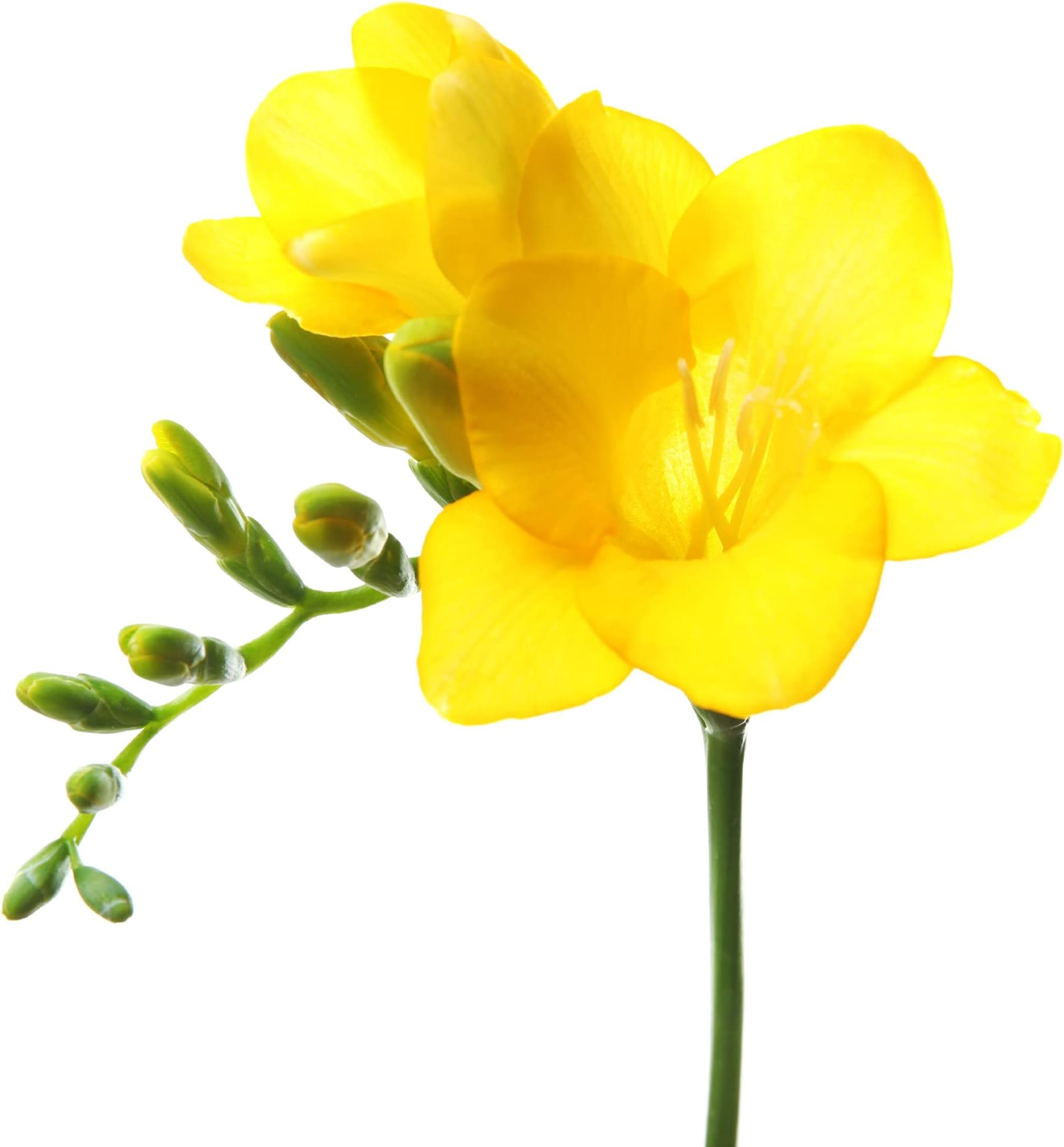 Amazon.com : Freesia 'Single Yellow' (15 Pack) Plant Bulbs for ...