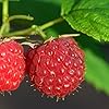 Amazon.com : Pack 3 Raspberry Plants Live for Planting, Raspberry ...