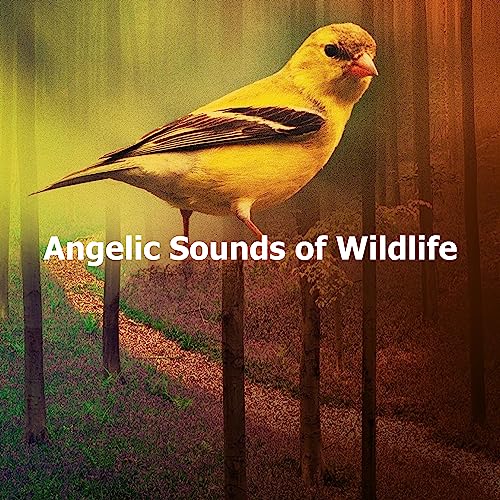 Angelic Sounds of Wildlife by Sleep Crickets on Amazon Music - Amazon.co.uk