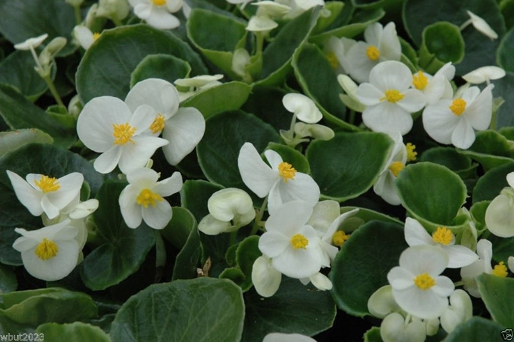 Begonia Semperflorens White