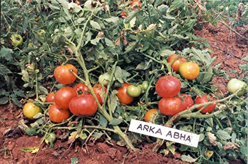 M-Tech Gardens Tomato Seeds" Arka Abha" High Yield Disease Resistant ...