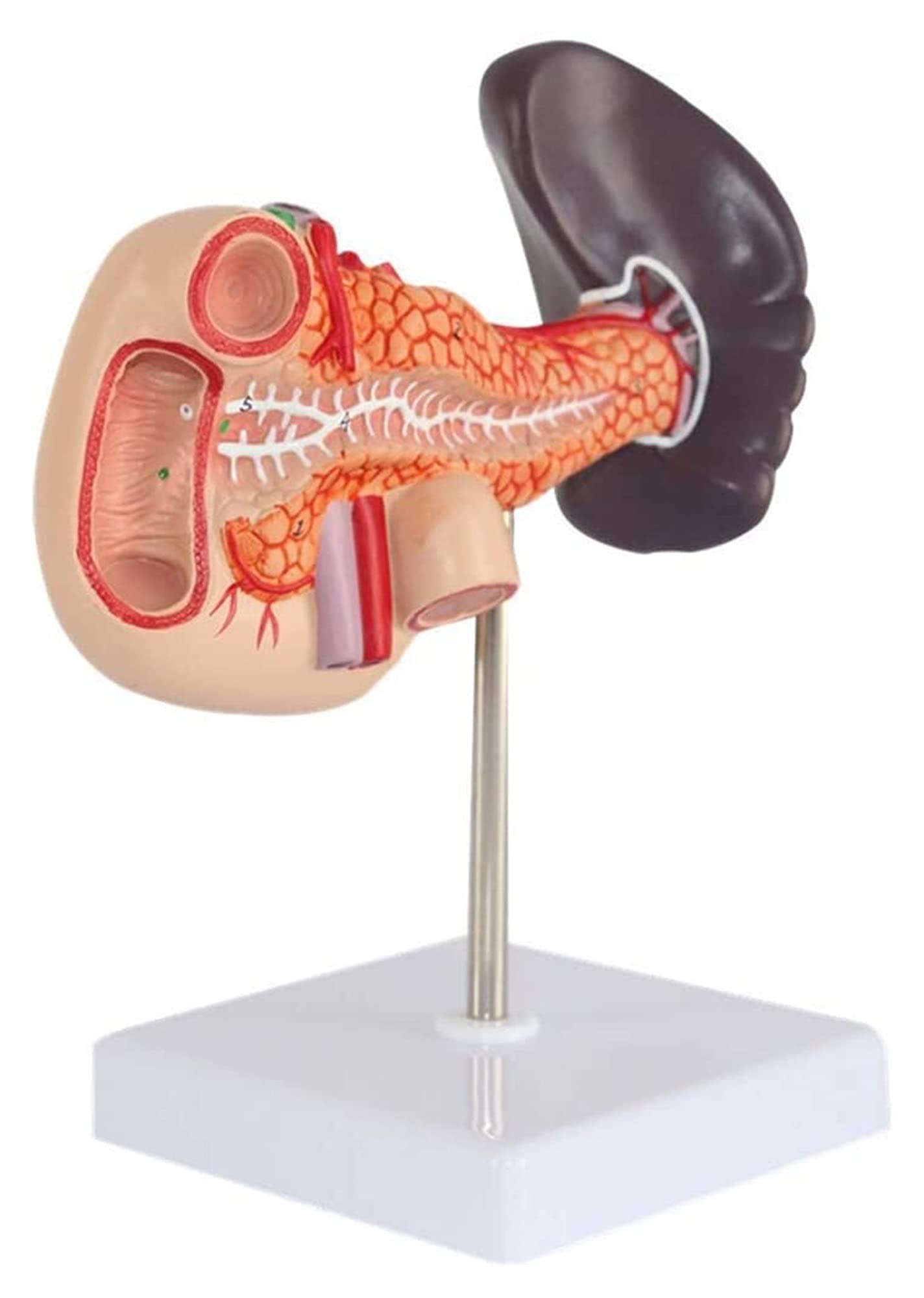 Menselijke Anatomie Organen Milt Inwendige Organen Van Het Menselijk