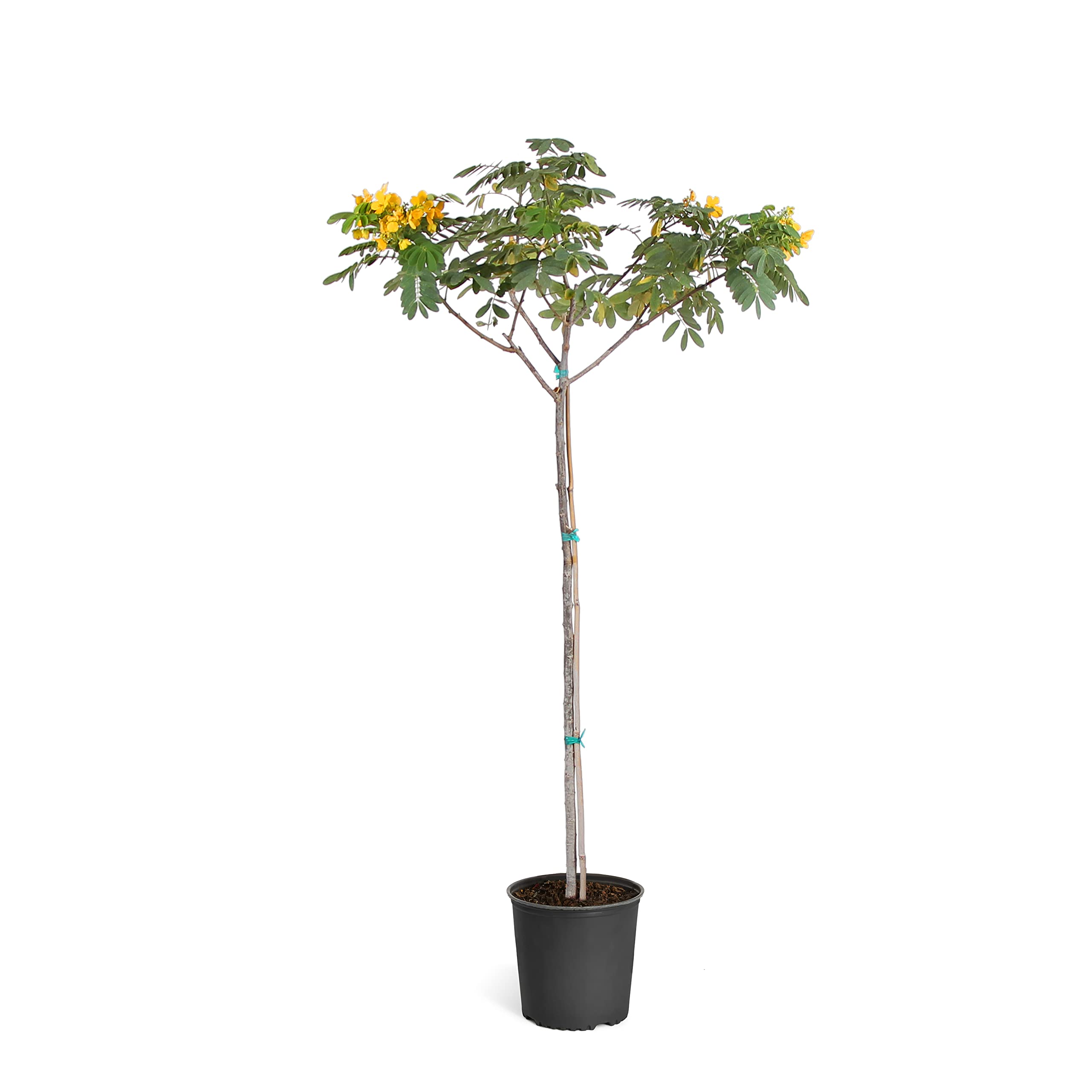 Cassia In A Pot