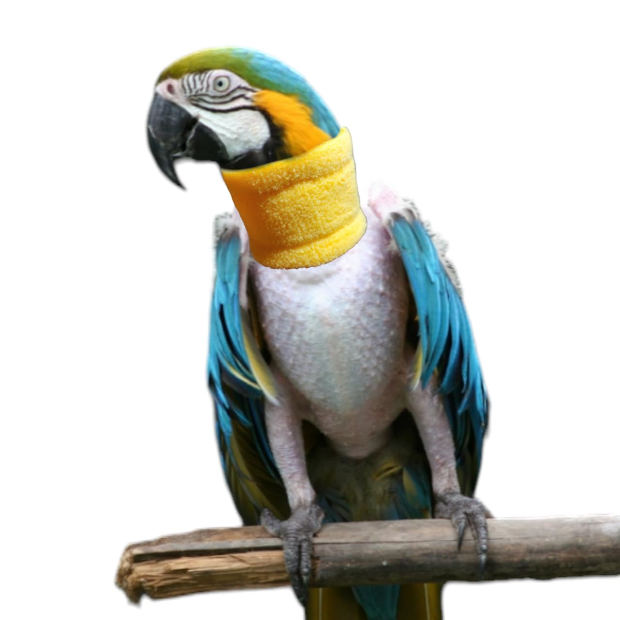 Amazon.com: Handmade Soft Thin Neck Collar for Macaw Parrots Plucking ...