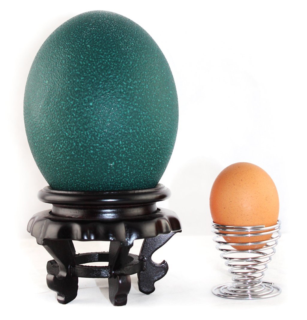Emu Egg Art