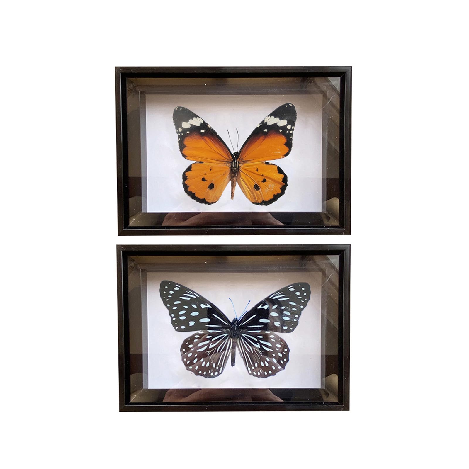 Amazon.com: CXUEMH 2 Pcs Framed Butterfly Real Butterfly Specimens ...