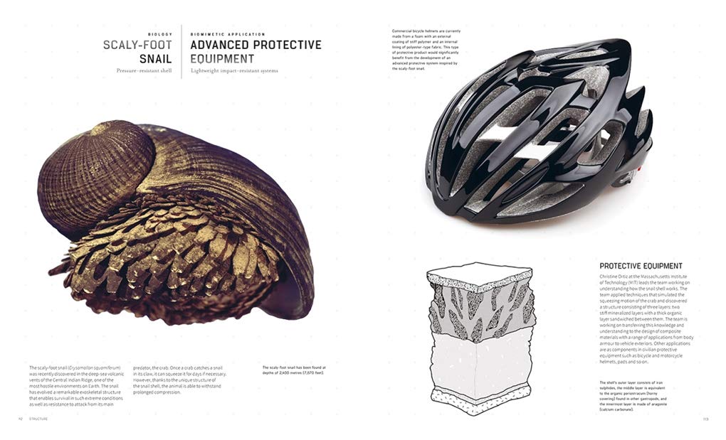 Biomimetic Designs Inspired By Seashells Clipart
