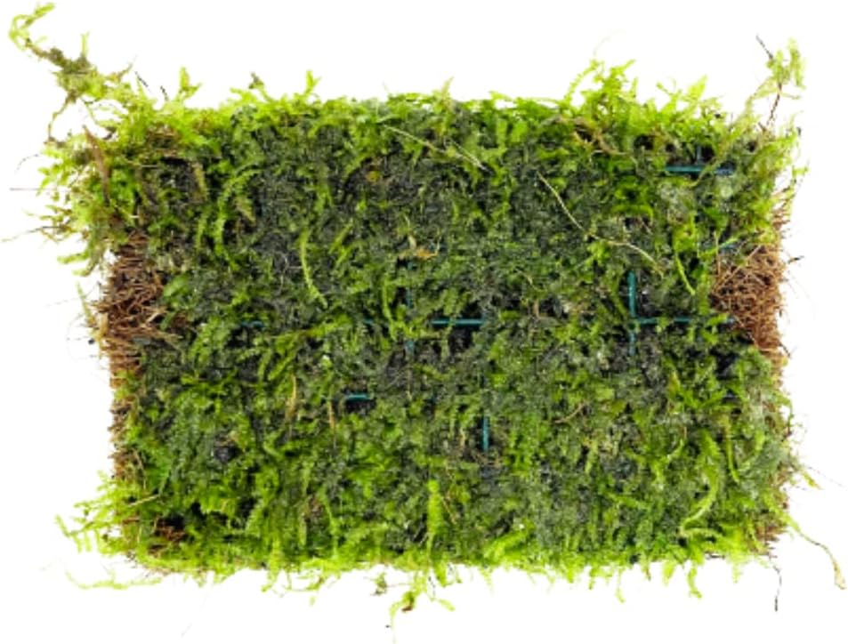 Amazon.com: Mainam Java Moss Vesicularia Dubyana Mats US Nursery Live ...