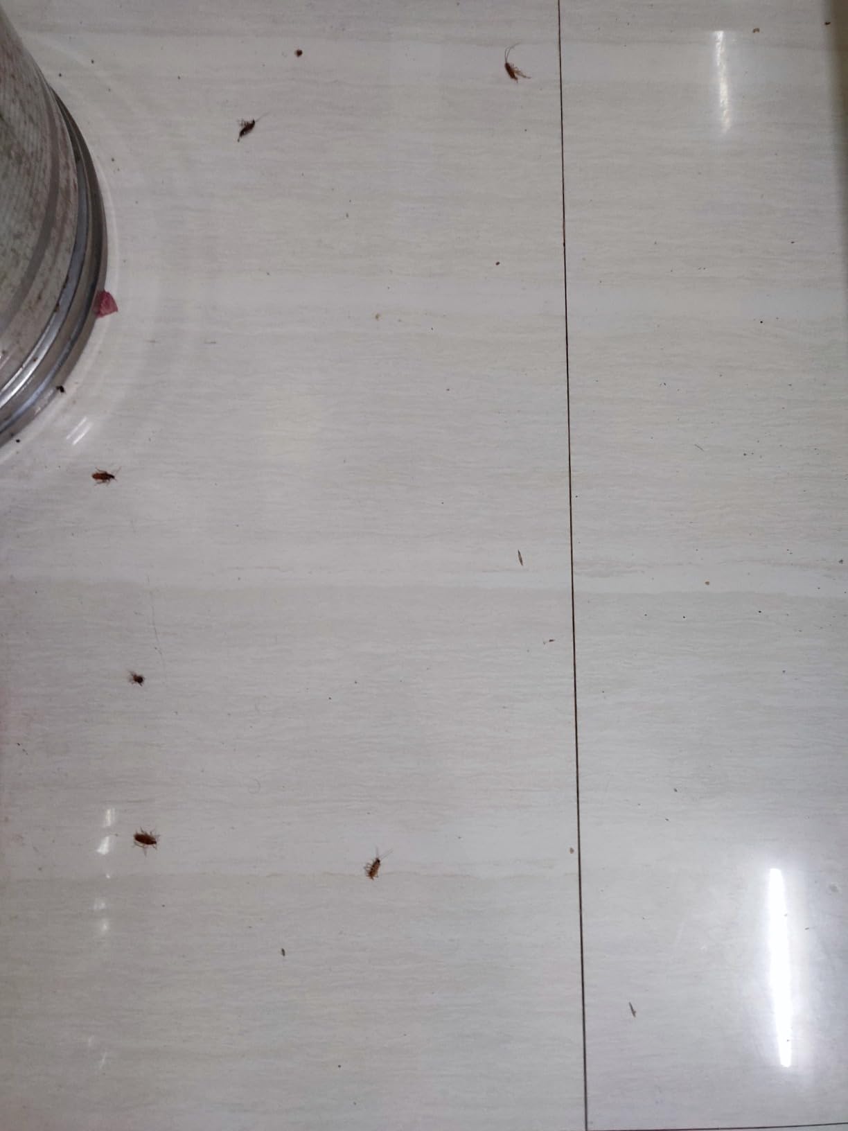 Magic Cockroach Powder Products Remove All Type Of Cockroaches From ...