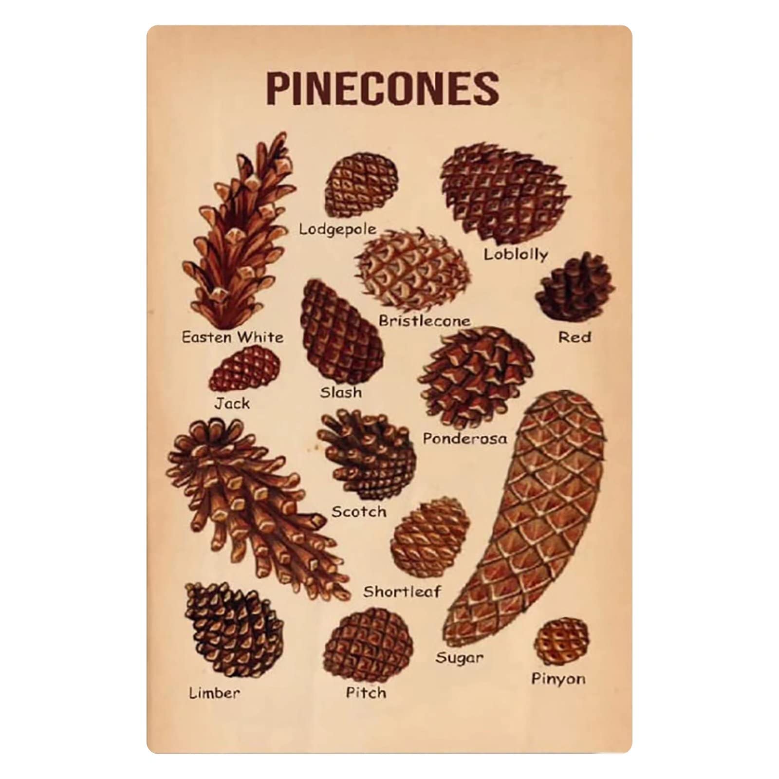 Types De Pins