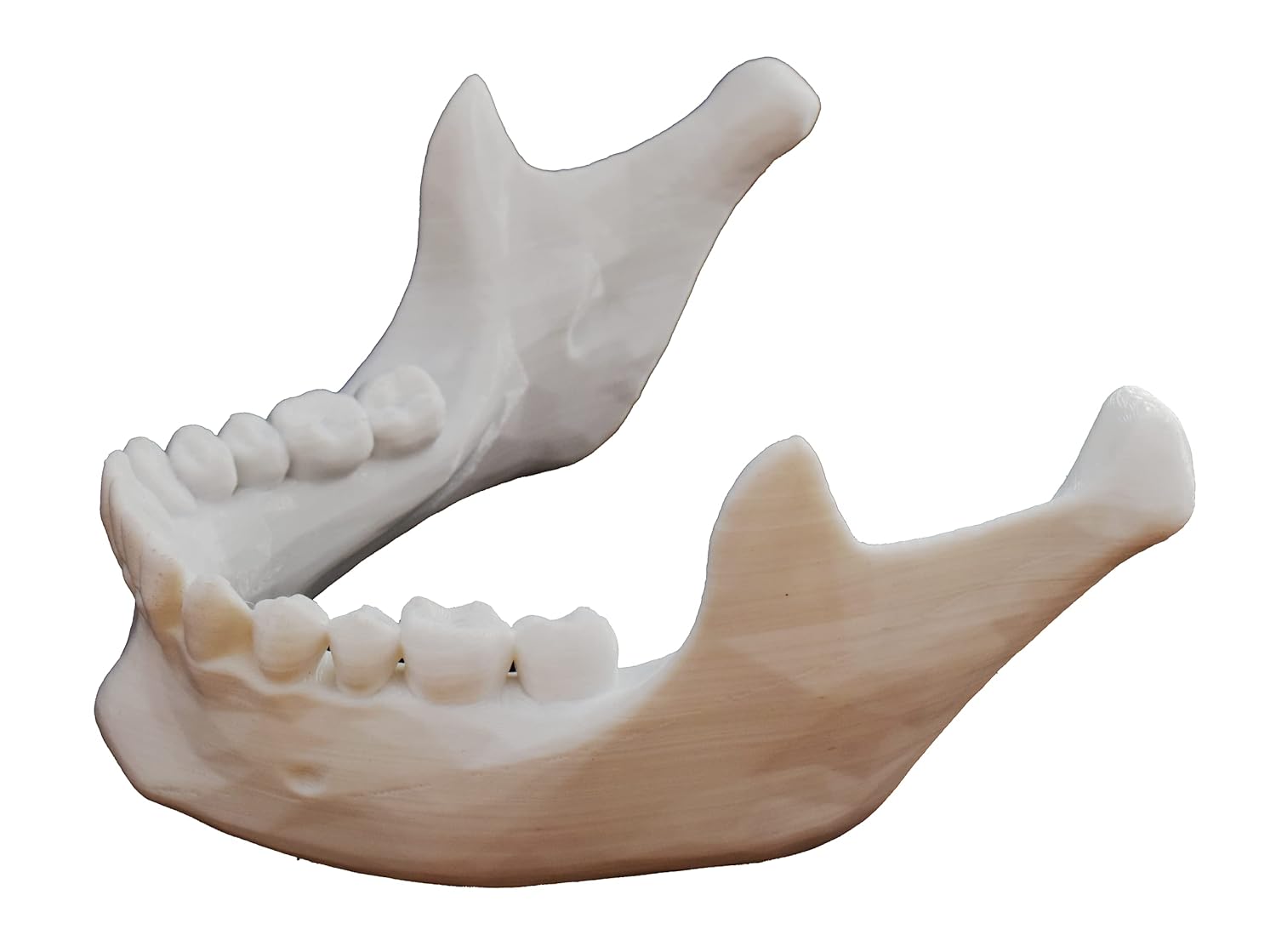 Mandible bone 3D Printed PLA Plastic Human Teeth Lower jaw Bone ...