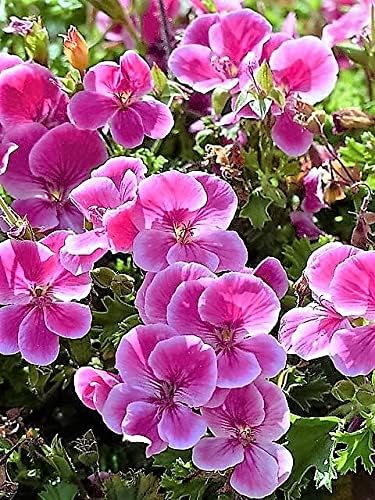 Amazon.com: 10 Seeds Pinto Rose Bicolor Geranium Pink & White ...