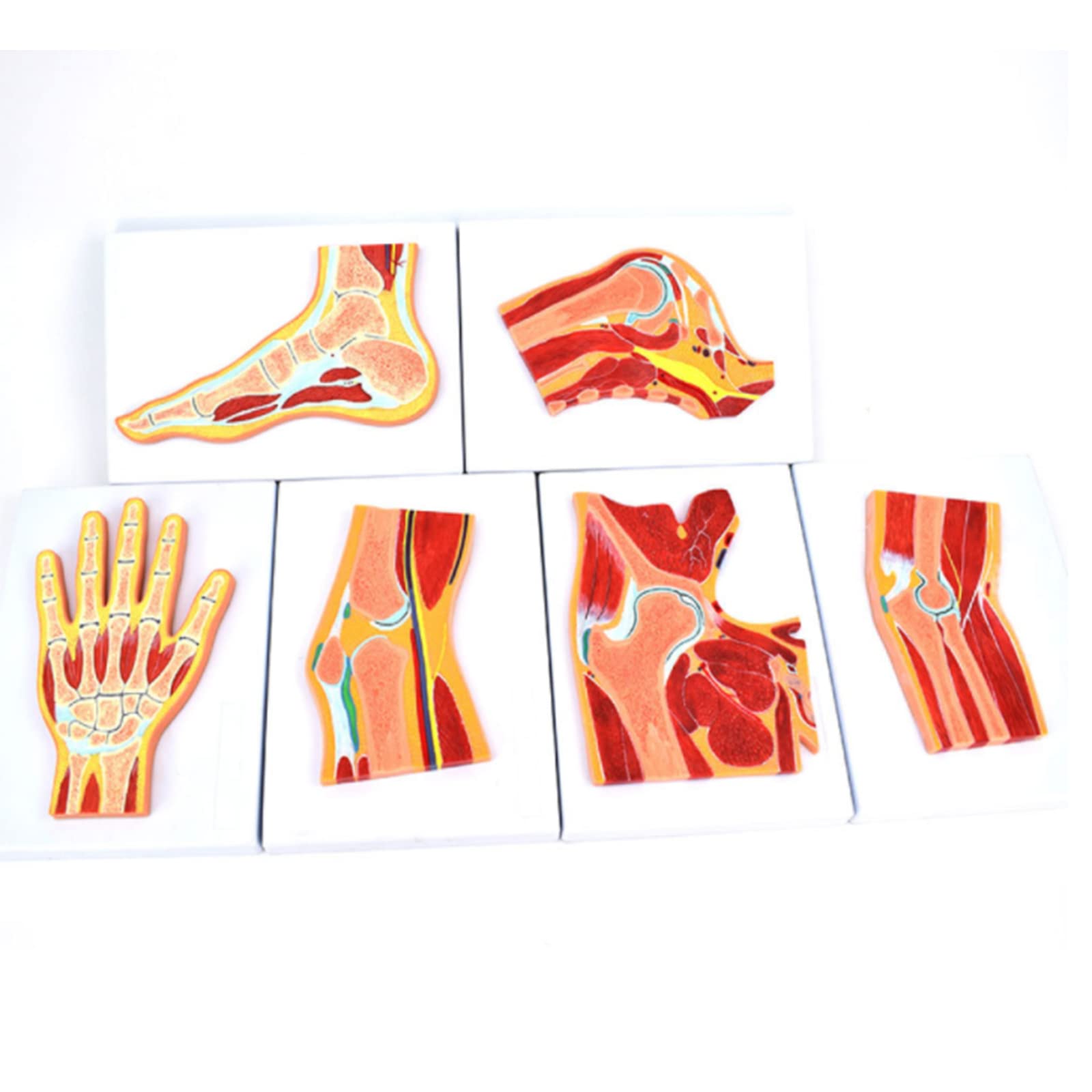 Body Model Six Joint Structure Model Musculoskeletal Anatomy Medical ...