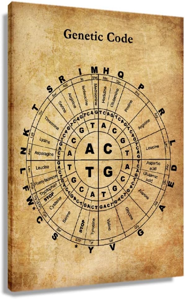 Amazon.com: Genetic Code Codon Chart Poster Dna and Rna Knowledge ...