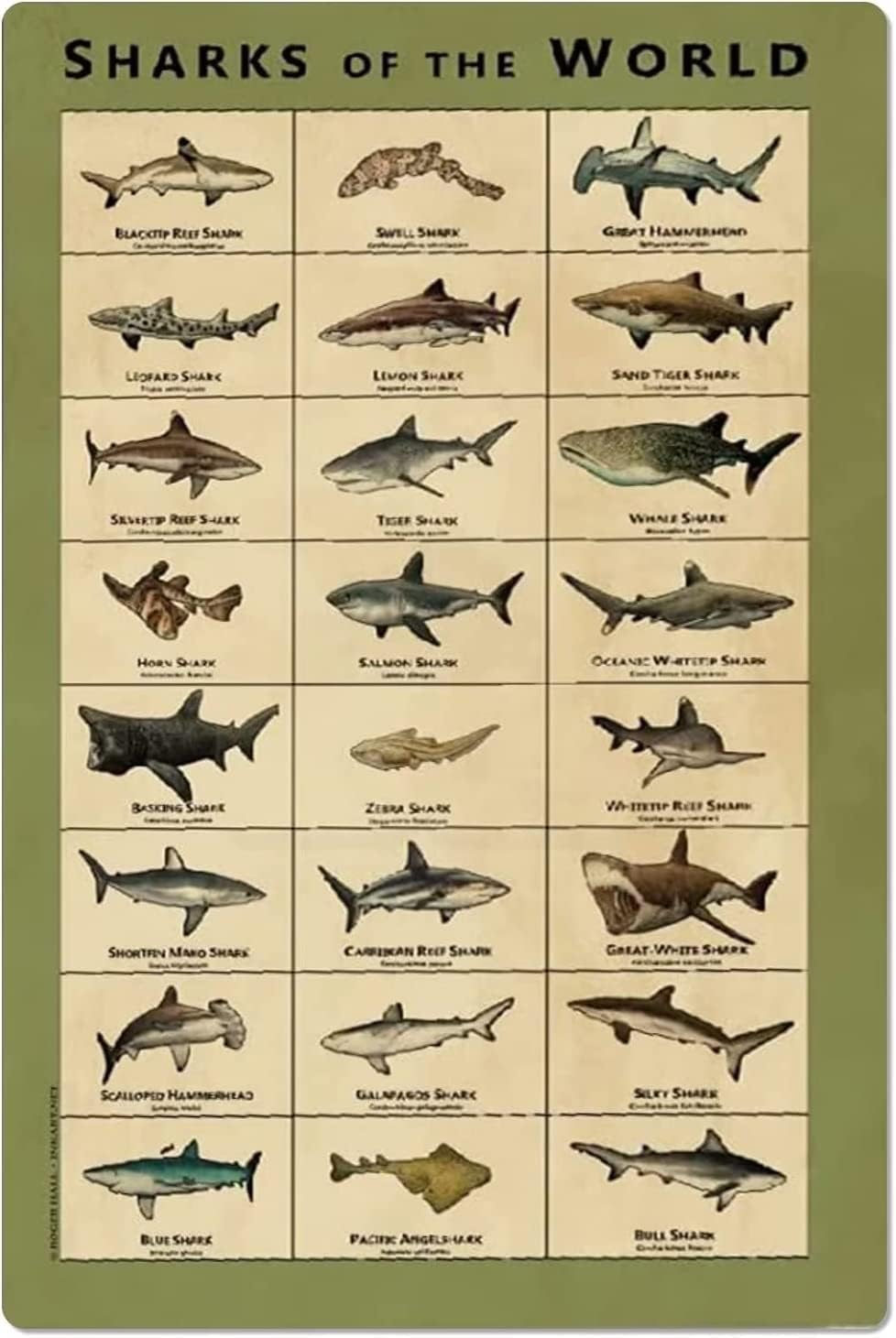 Amazon.com : Shark Knowledge Metal Tin Signs Sharks Of The World ...