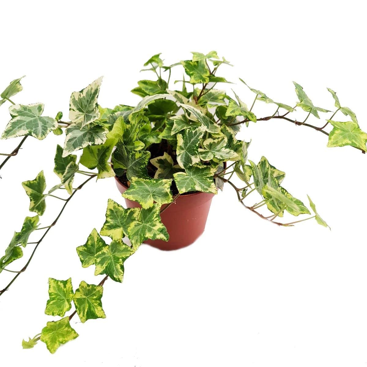 Buy Hedera Helix Golden Kolibri 35-40 CM | Fresh Indoor s Online at ...