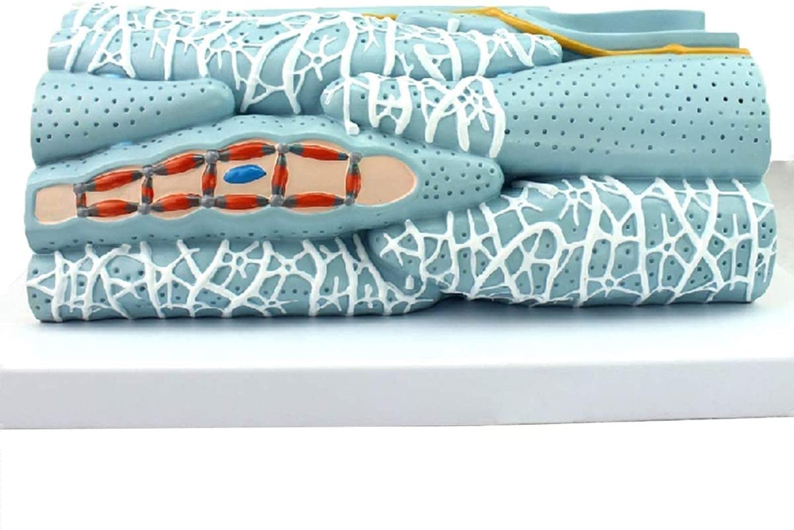 Educational Model Smooth Muscle Tissue Model Anatomical Smooth Muscle ...