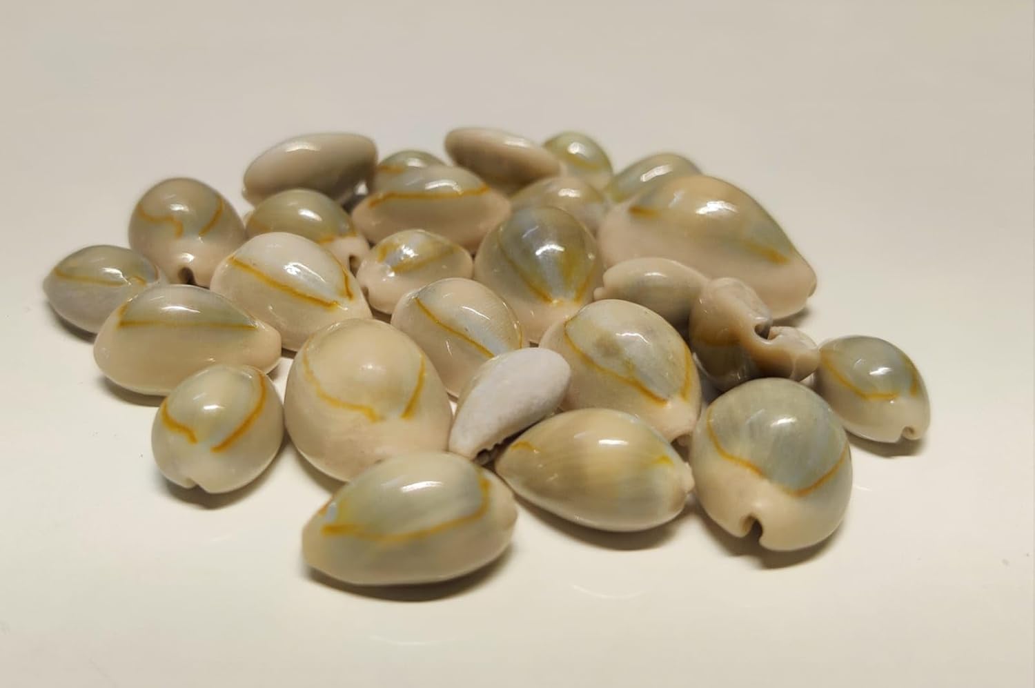 Lakshmi Grey Kawri | Kodi Grey | Cowrie Sea Shell | Kodi Shells for ...