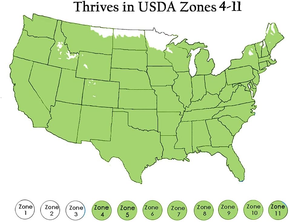 1 galón, Knock Out Sunny Rose, con flores amarillas brillantes – Yaxa ...