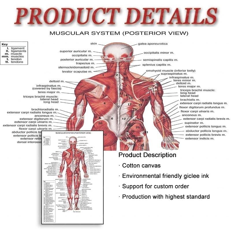 Muscular System Not Labeled