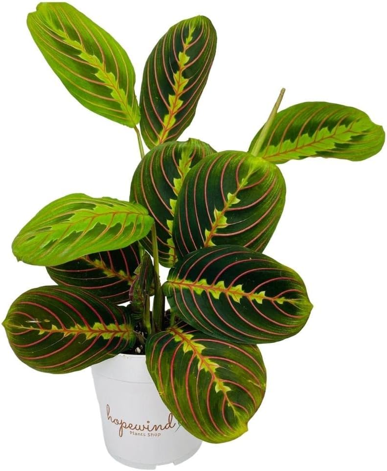 Amazon.com: Red Prayer Plant - Maranta - Easy to Grow House Plant - 6 ...